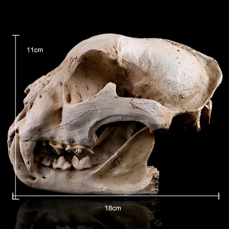 Resin Dog Skull Model Animal Skeleton Decor Collectable Figurine For ...