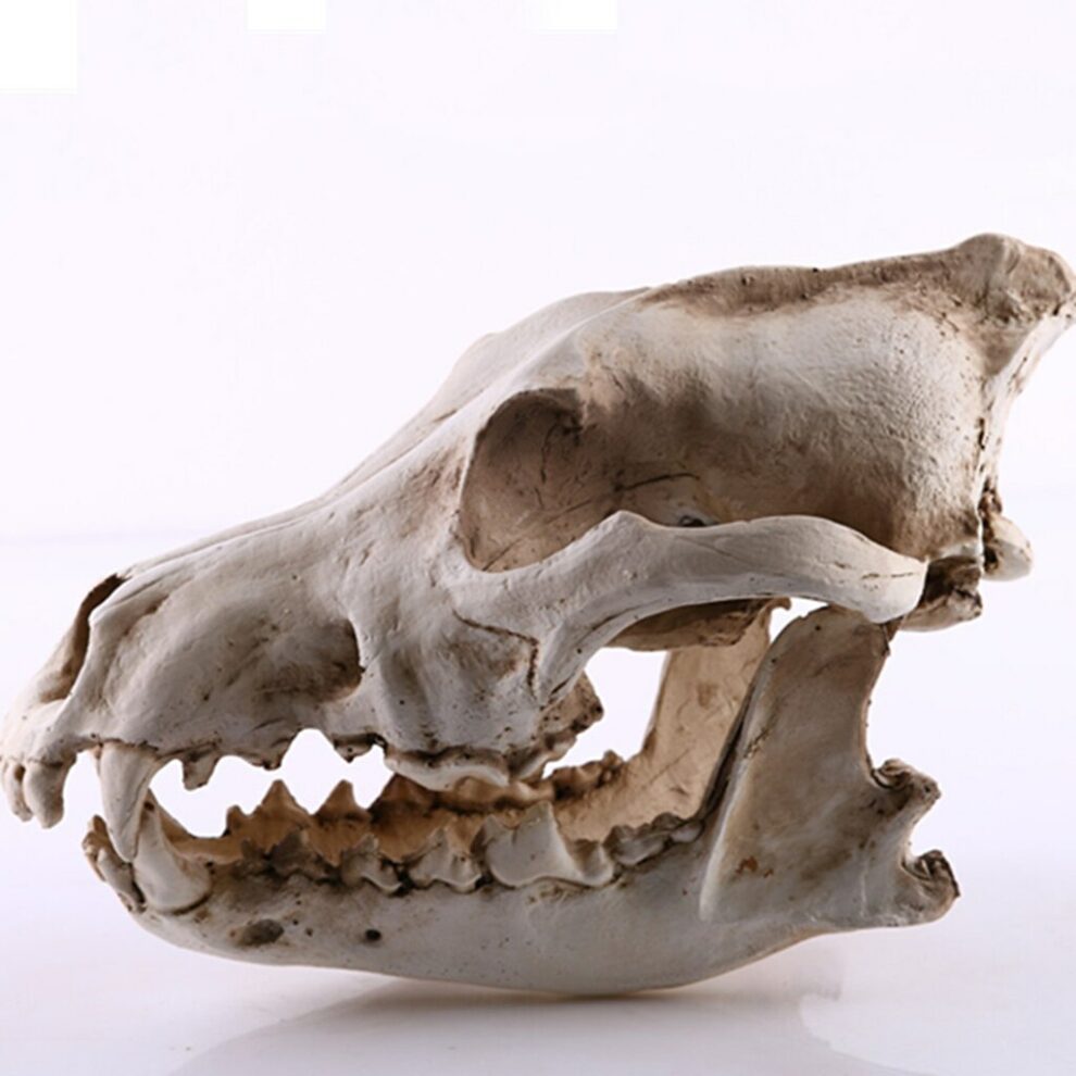 Resin Dog Skull Model Animal Skeleton Decor Collectable Figurine For ...